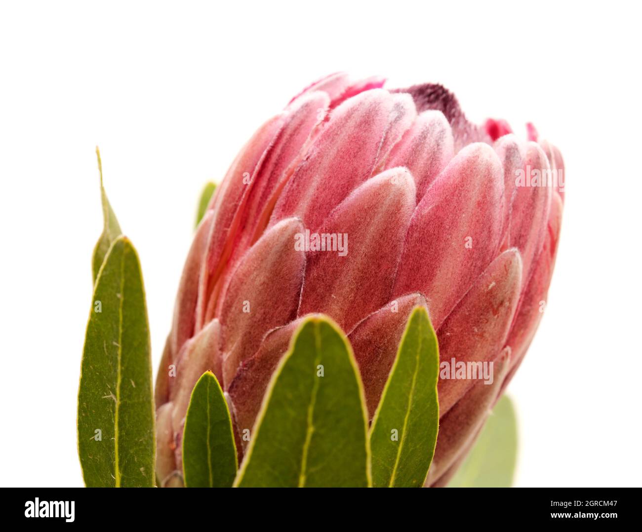 Pink exotic protea flower, cultivated as a cutflower isolated on white ...