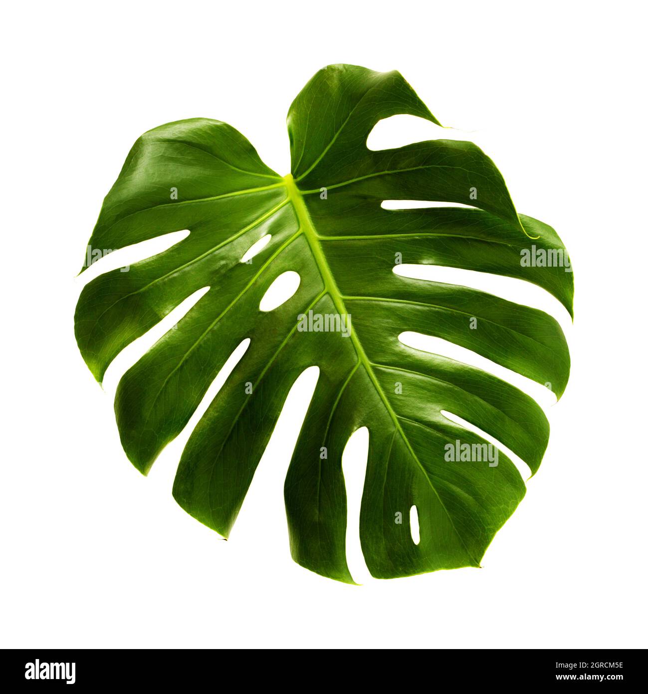 Monstera deliciosa, Swiss cheese plant leaf isolated on white ...