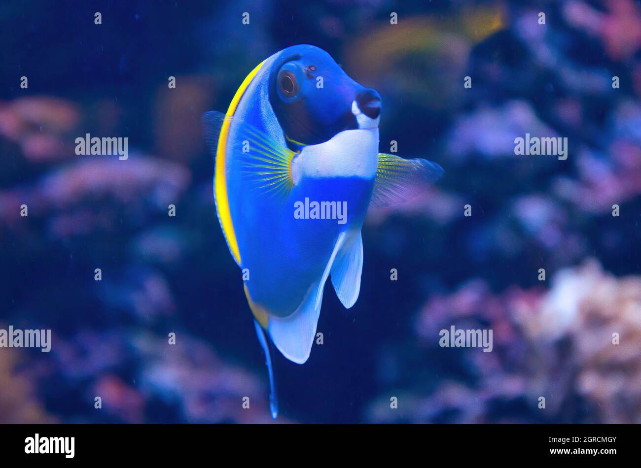 Blue little fish hi-res stock photography and images - Alamy