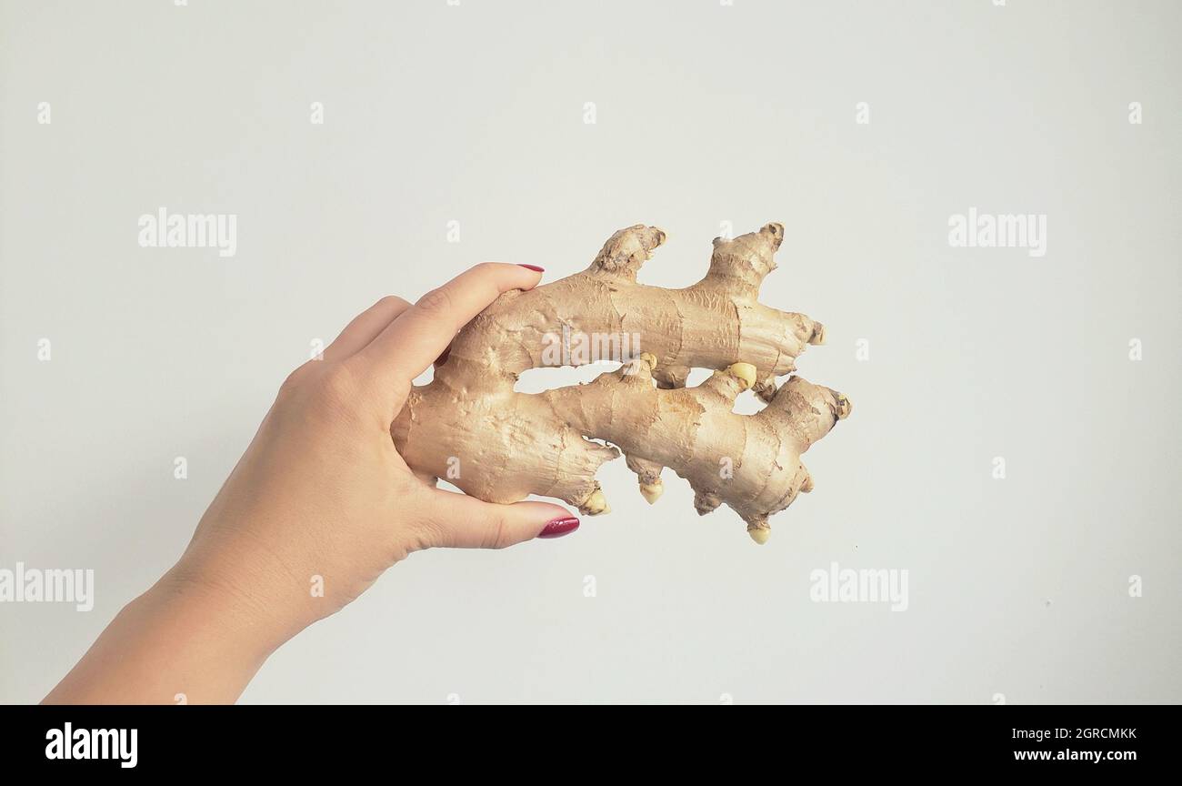 Closeup shot of a ginger rhizome in a woman's hand on a white ...