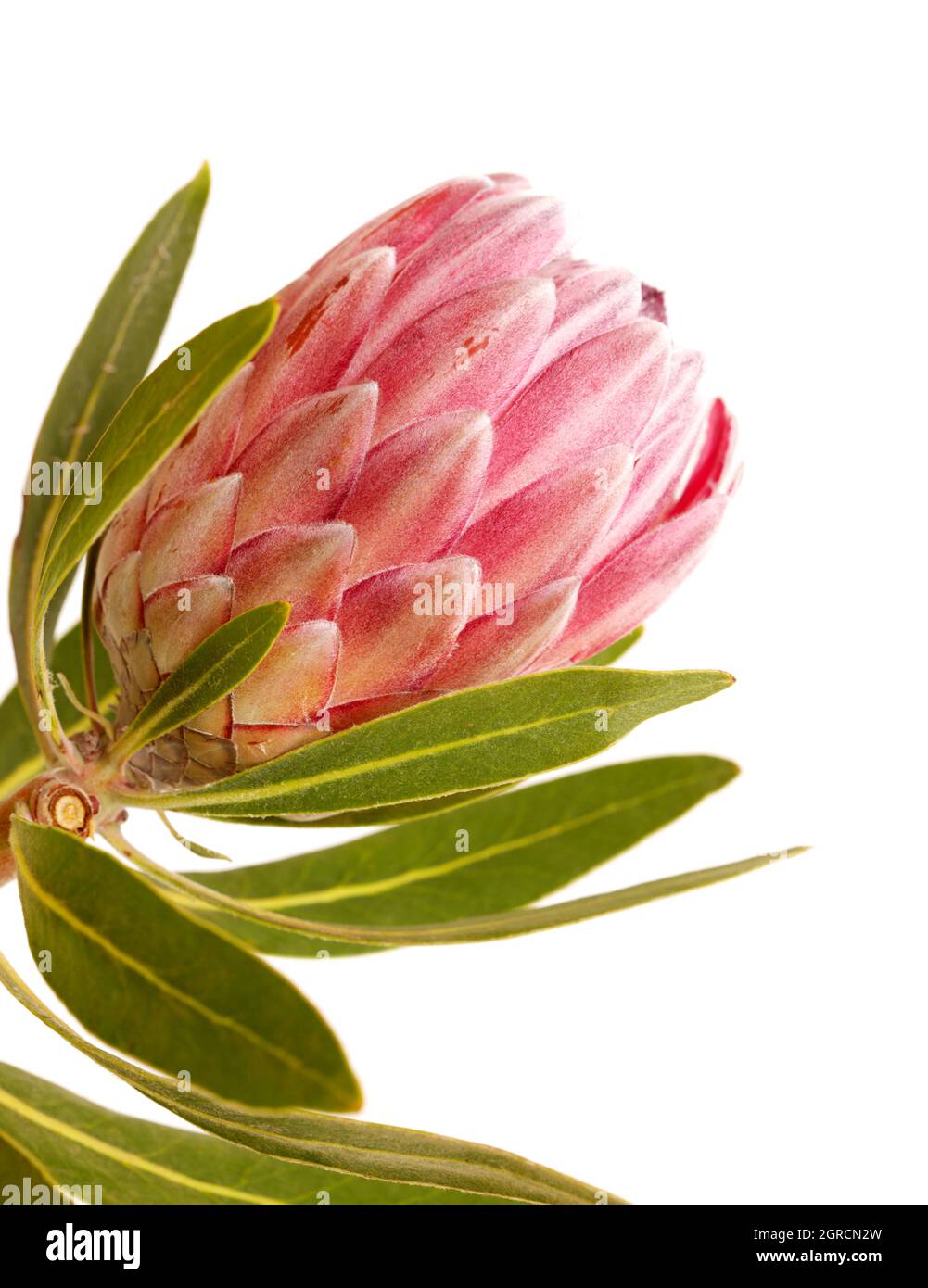 Pink exotic protea flower, cultivated as a cutflower isolated on white ...