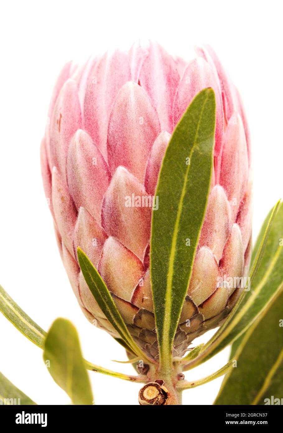 Pink exotic protea flower, cultivated as a cutflower isolated on white ...