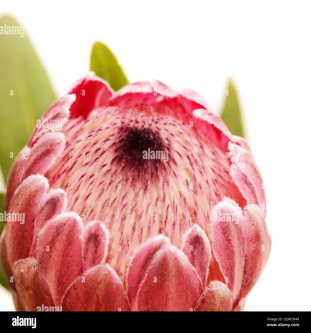 Pink exotic protea flower, cultivated as a cutflower isolated on white ...
