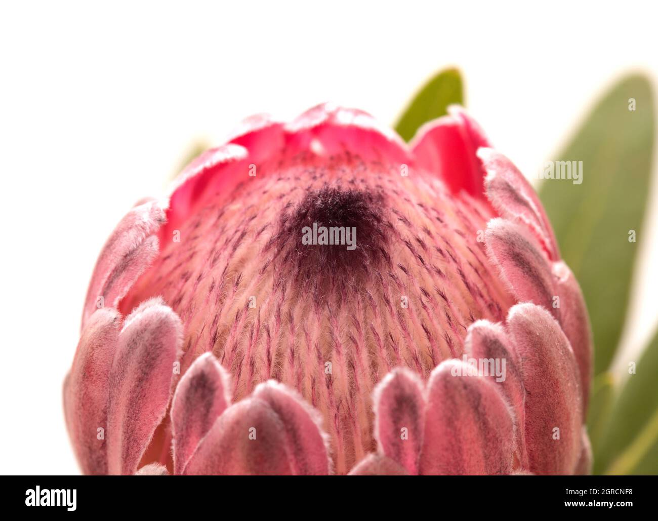 Pink exotic protea flower, cultivated as a cutflower isolated on white ...