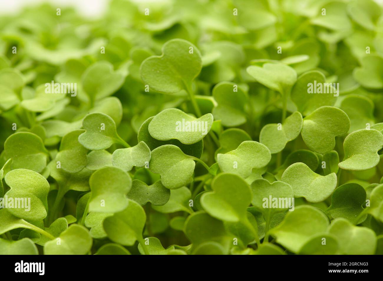 Rocket sprout hi-res stock photography and images - Alamy