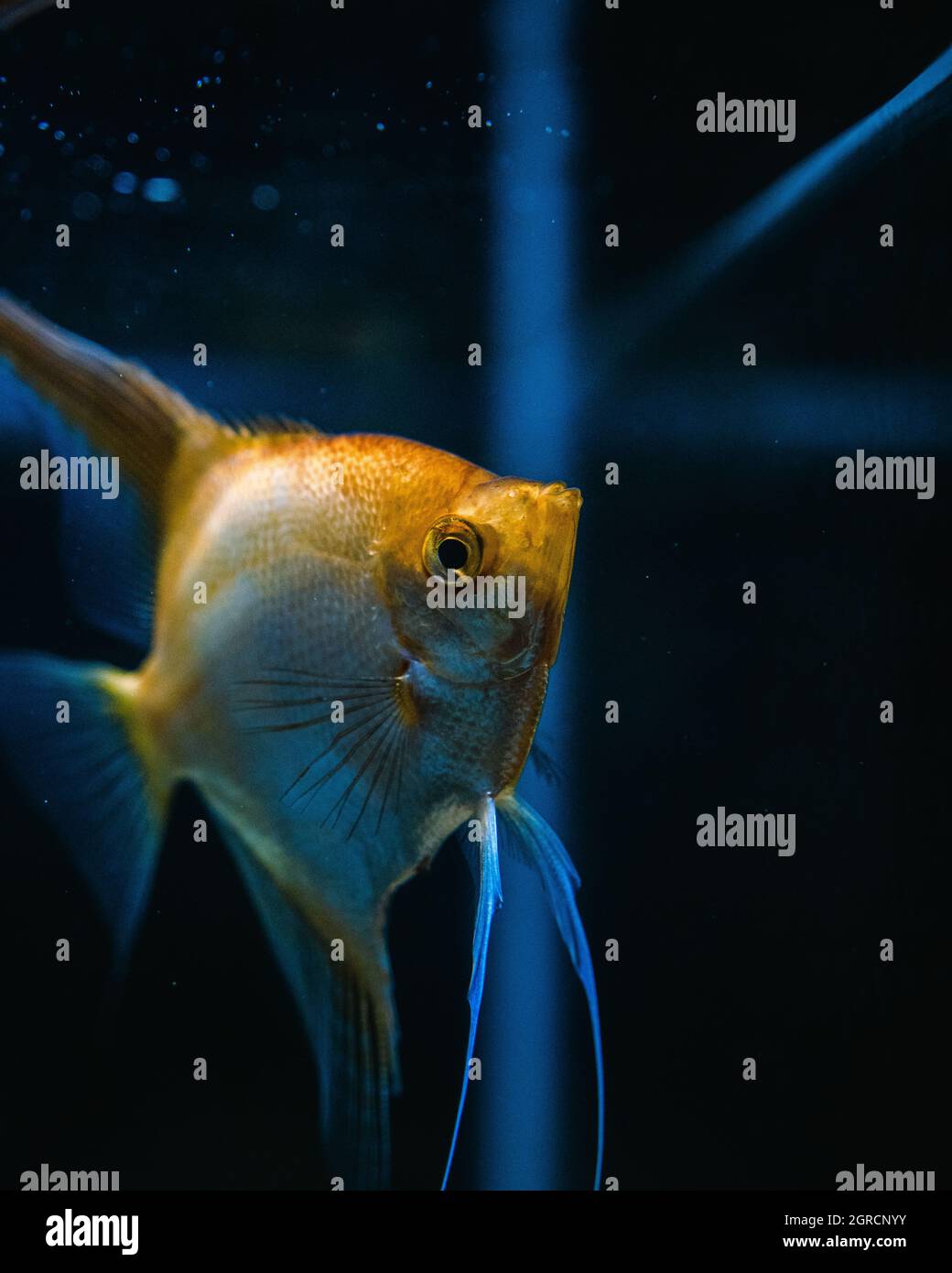 Puerto rico sea underwater hi-res stock photography and images - Alamy