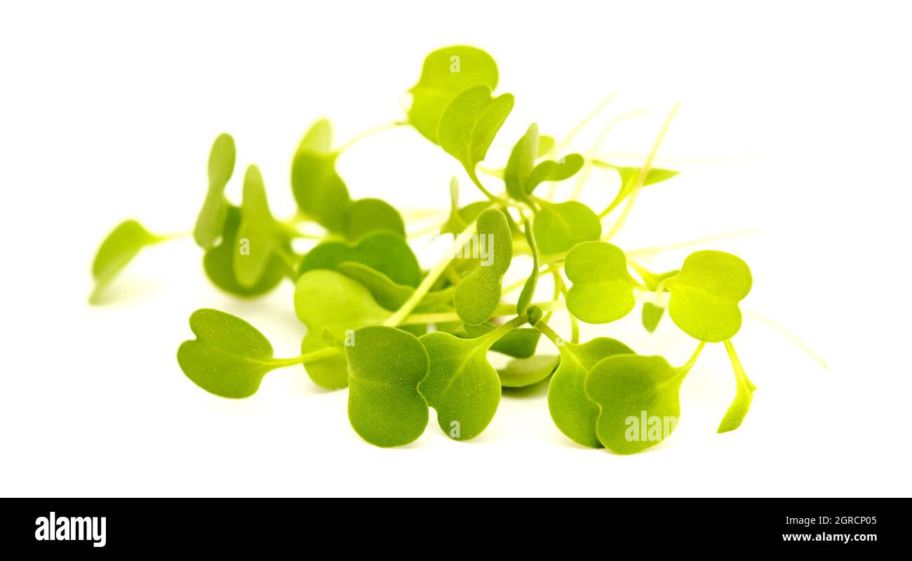 Edible microgreens Cut Out Stock Images & Pictures - Alamy
