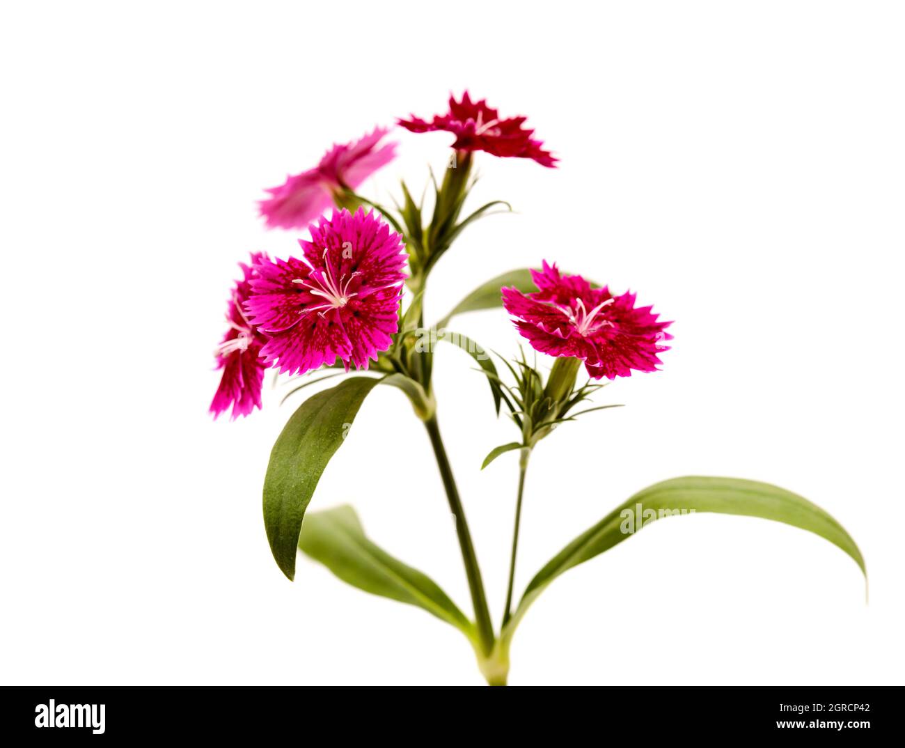 Dark red garden garden carnation flowers isolated on white background ...