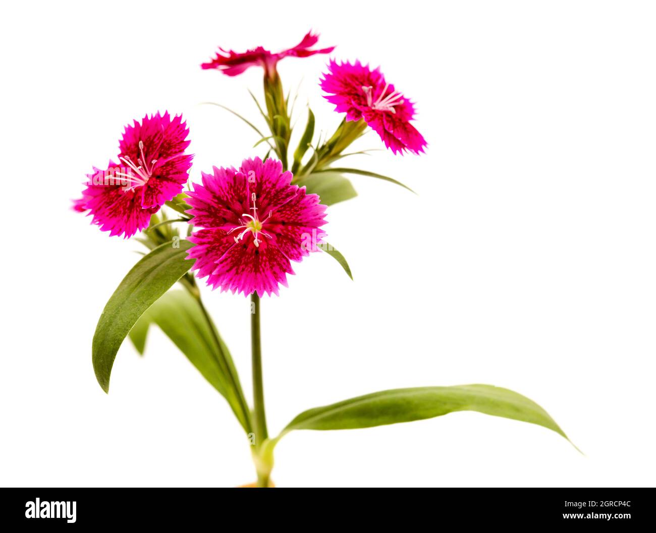 Dark red garden garden carnation flowers isolated on white background ...
