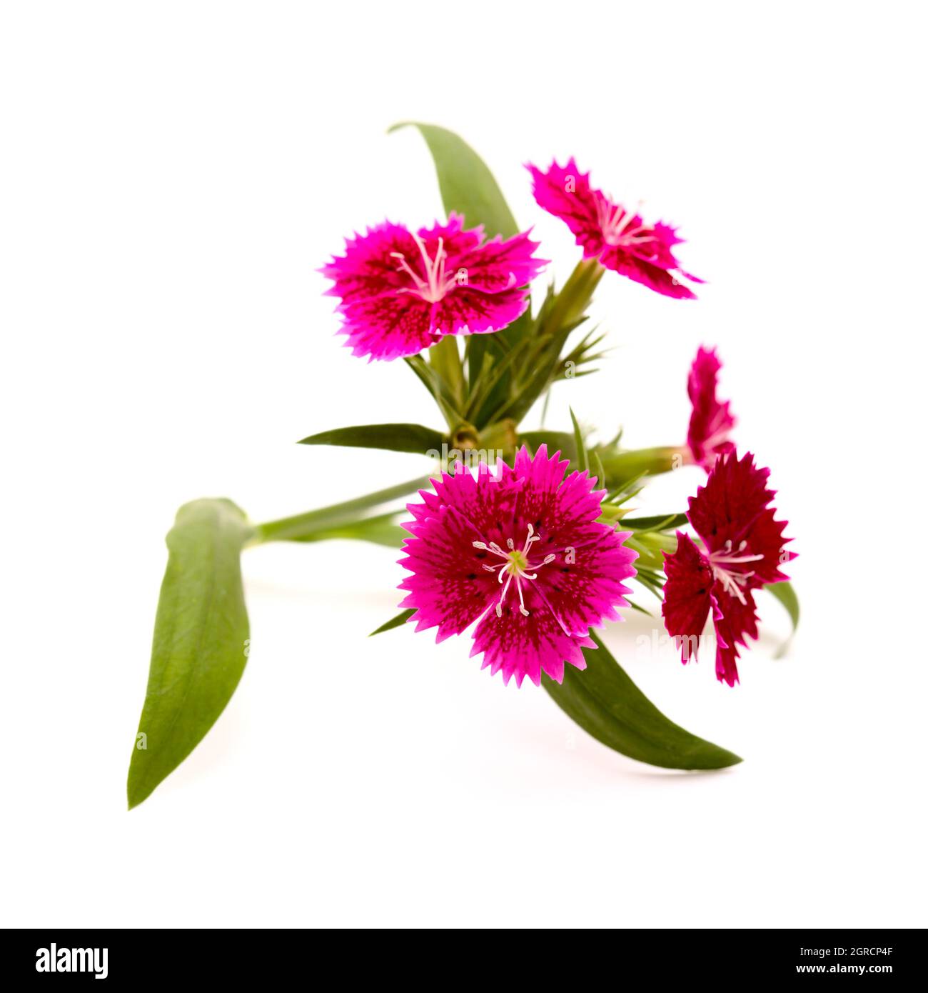 Dark red garden garden carnation flowers isolated on white background ...