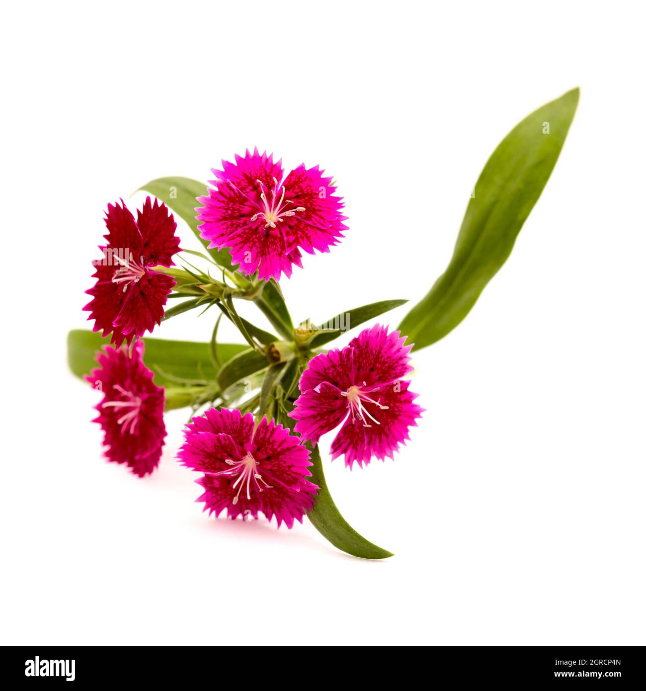 Dark red garden garden carnation flowers isolated on white background ...