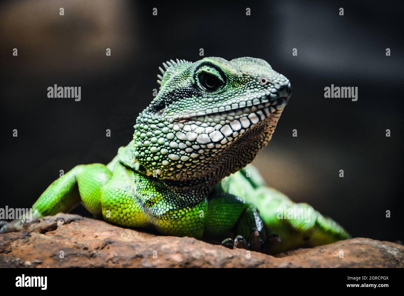 The Chinese Water Dragon Stock Photo - Alamy