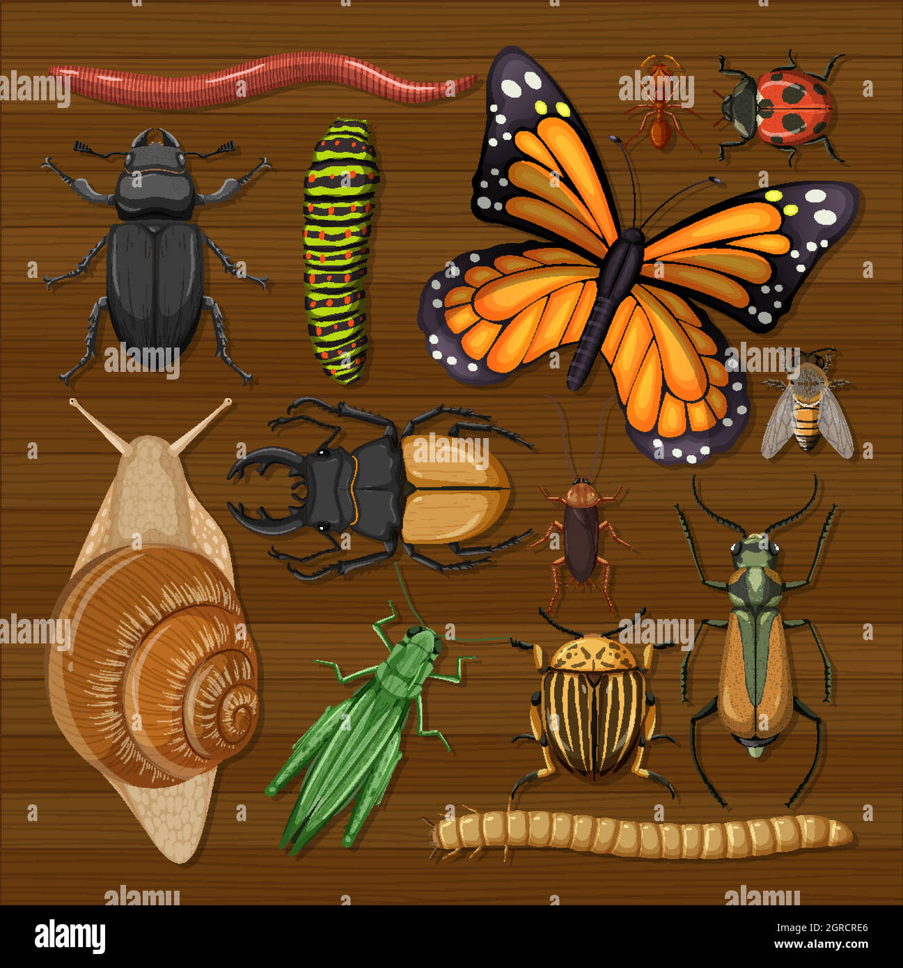 Set of different insects on wooden wallpaper background Stock Vector ...