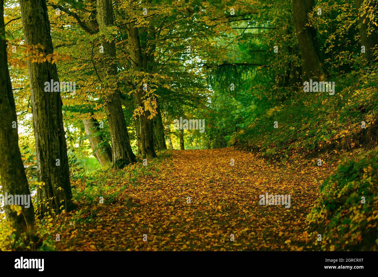 Autumn alley in a park multi-colored trees branches in sunny forest ...