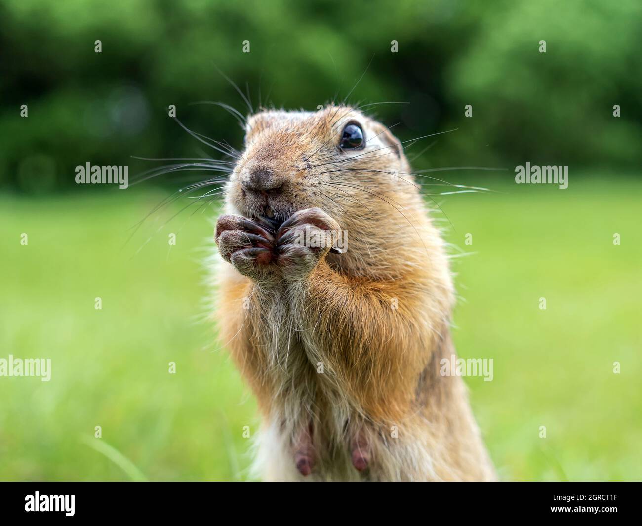 Are Prairie Dogs Related To Chipmunks