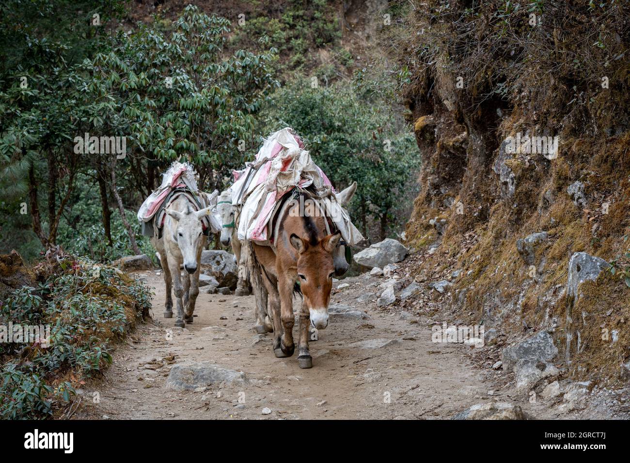 Nepal Pack Animal Trail High Resolution Stock Photography and Images ...