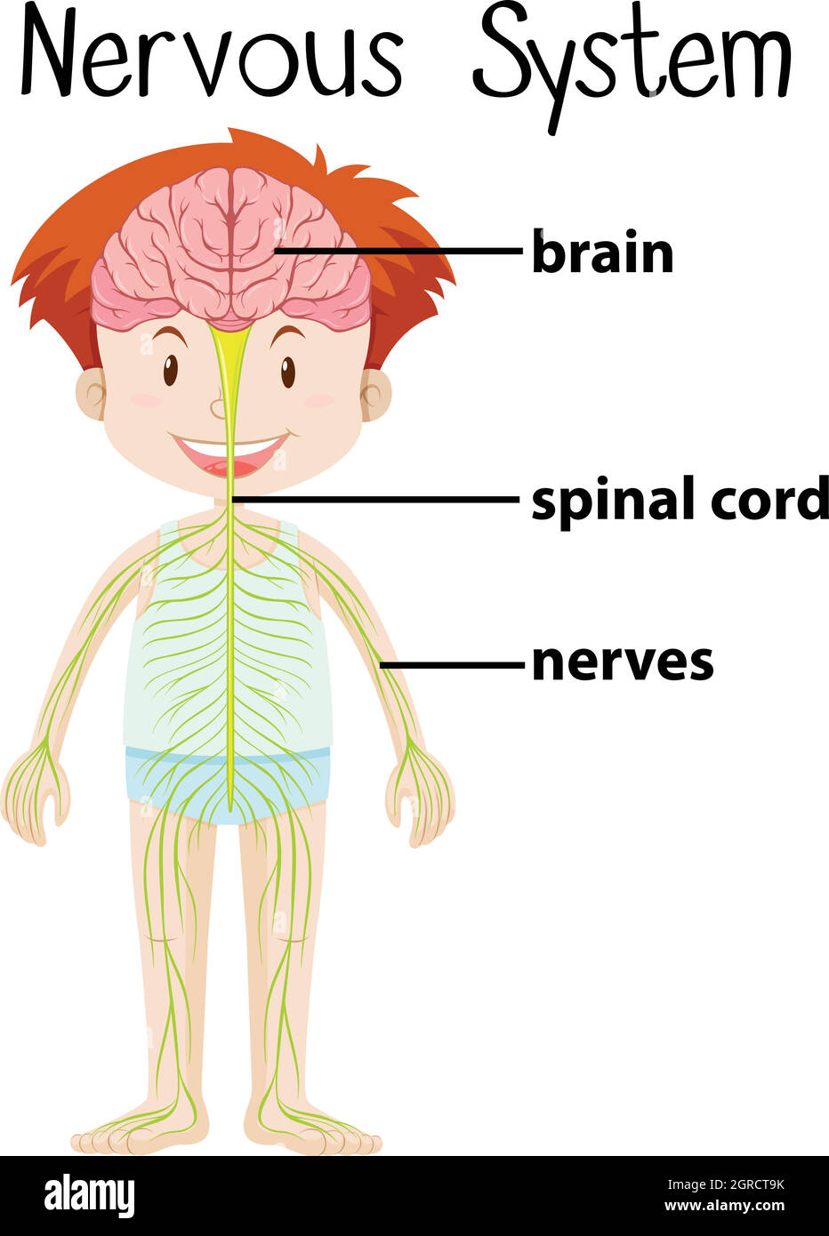 Nervous system in human body Stock Vector Image & Art - Alamy