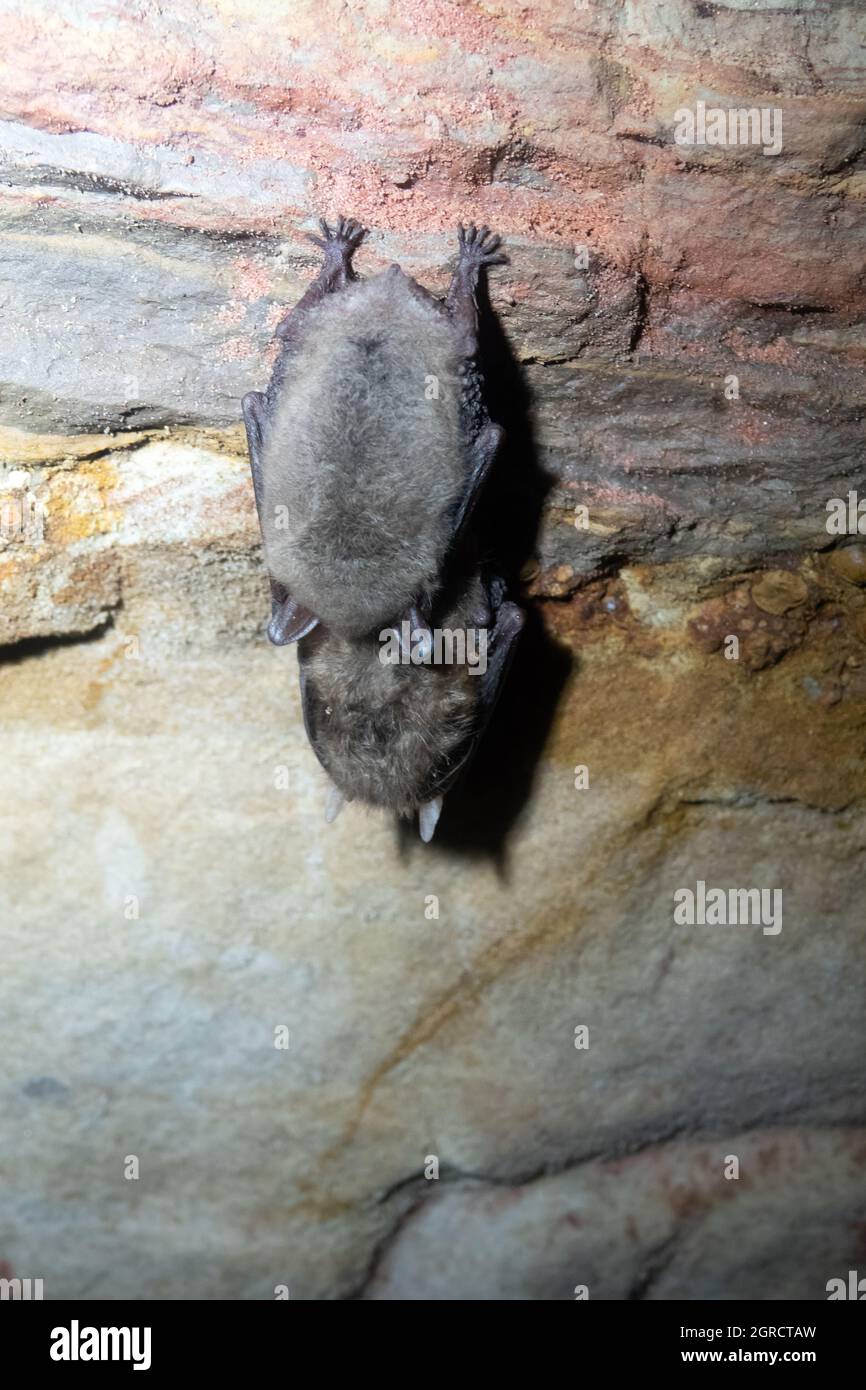 Gray myotis bat hi-res stock photography and images - Alamy