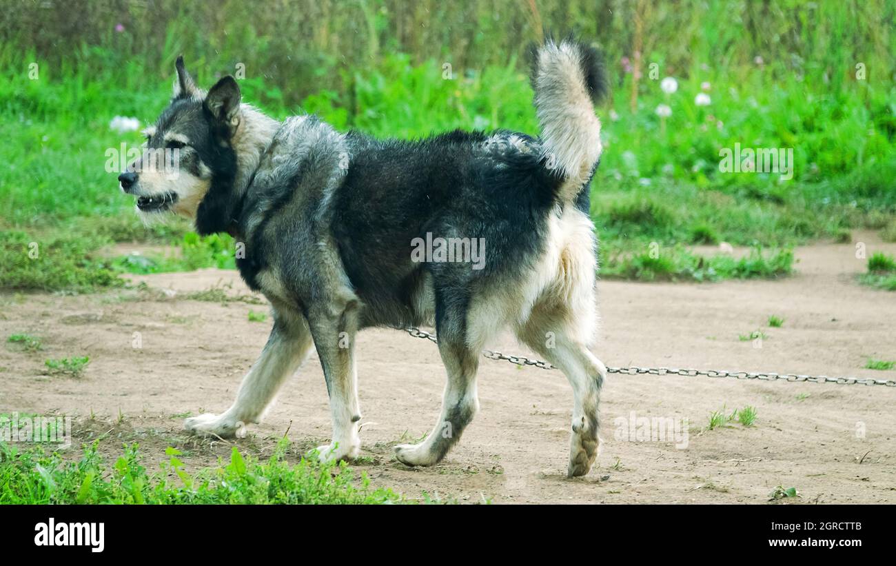 Beware the angry dog. A watchdog in the yard of a farm house Stock ...