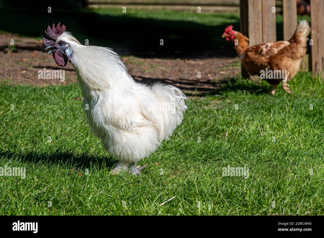 Silky Fowl High Resolution Stock Photography and Images - Alamy