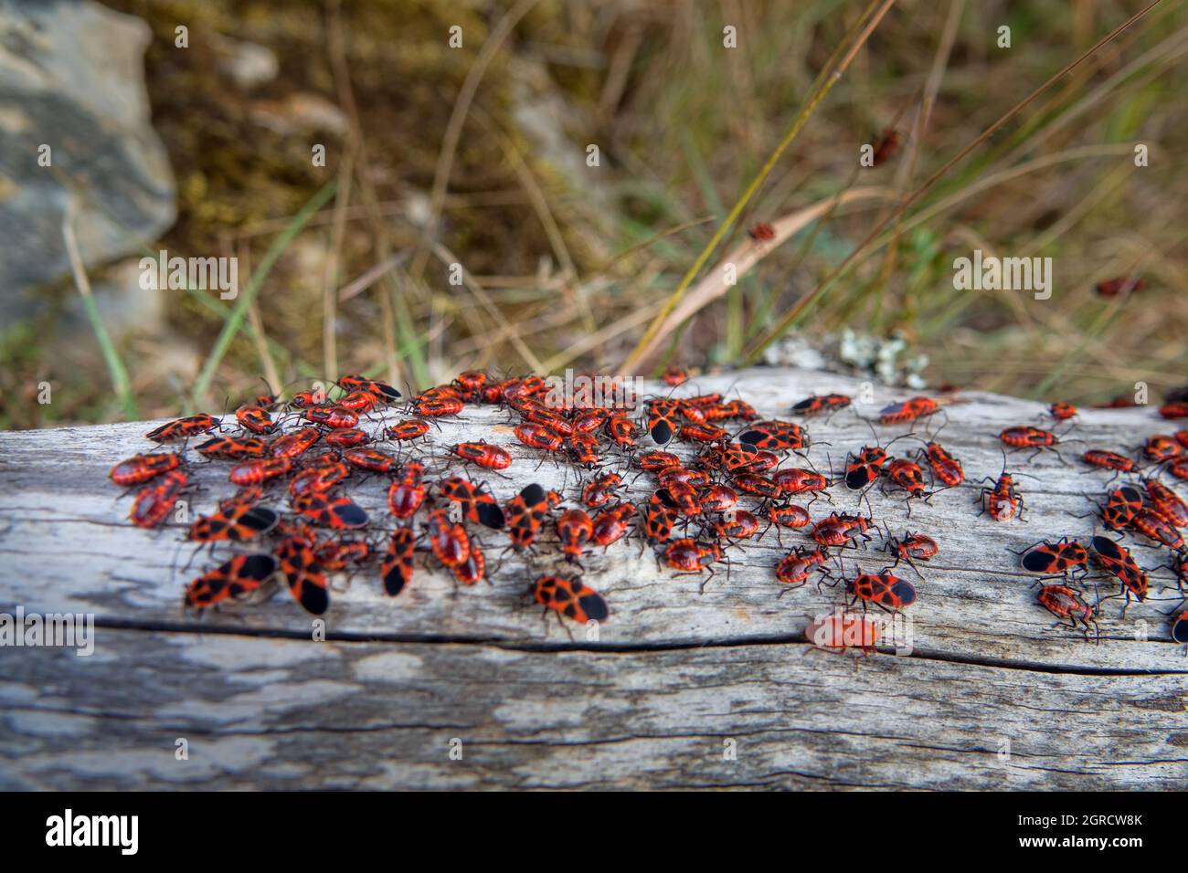 Dense accumulation of insects on tree trunk. Firebug (Pyrrhocoris ...
