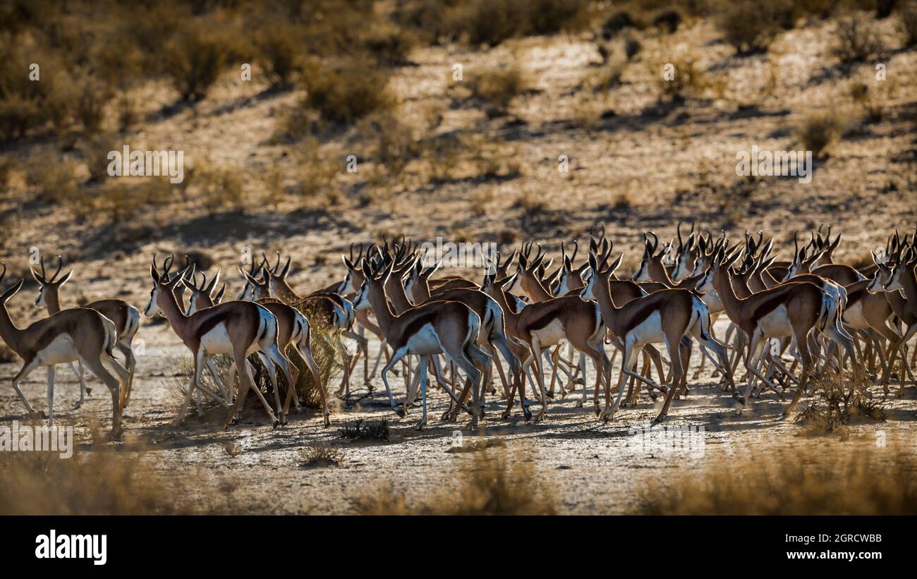 Springbok Herd Running High Resolution Stock Photography and Images - Alamy