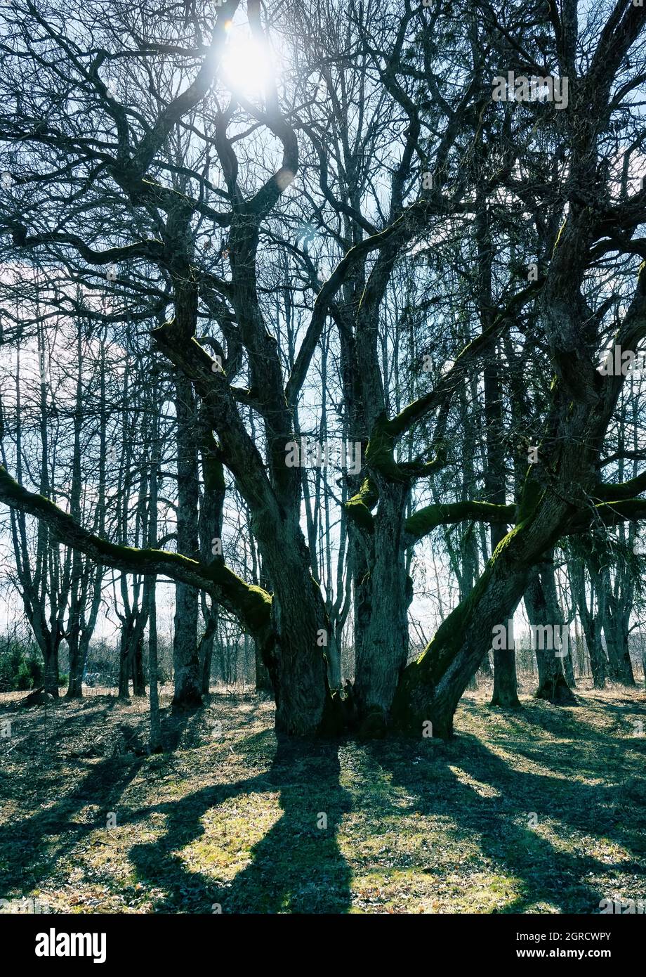Secular tree. The triple oak tree is more than two hundred years old is ...