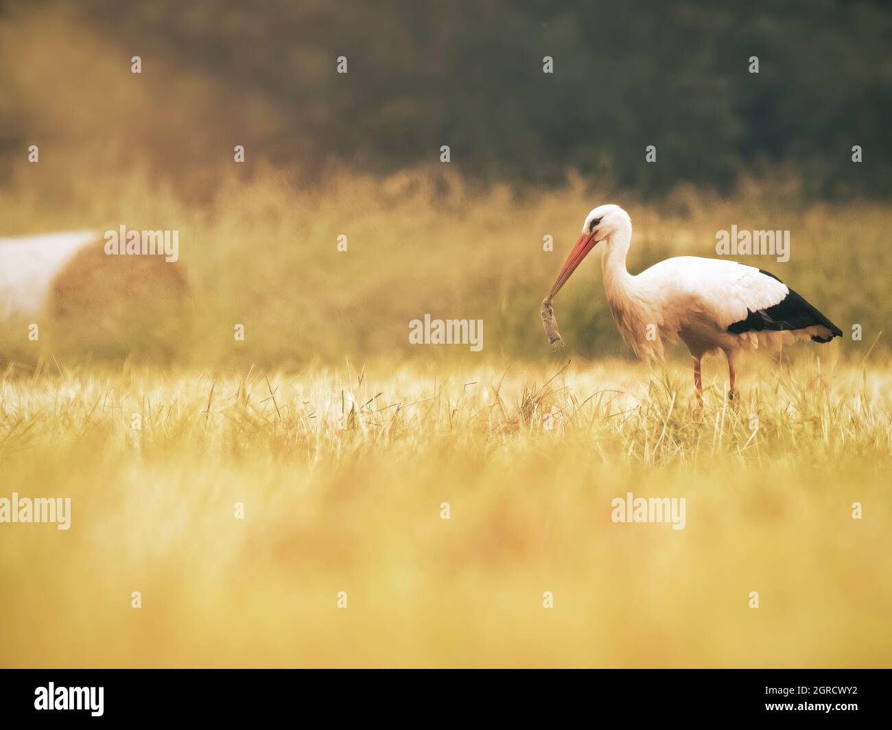Wilkenburg hi-res stock photography and images - Alamy