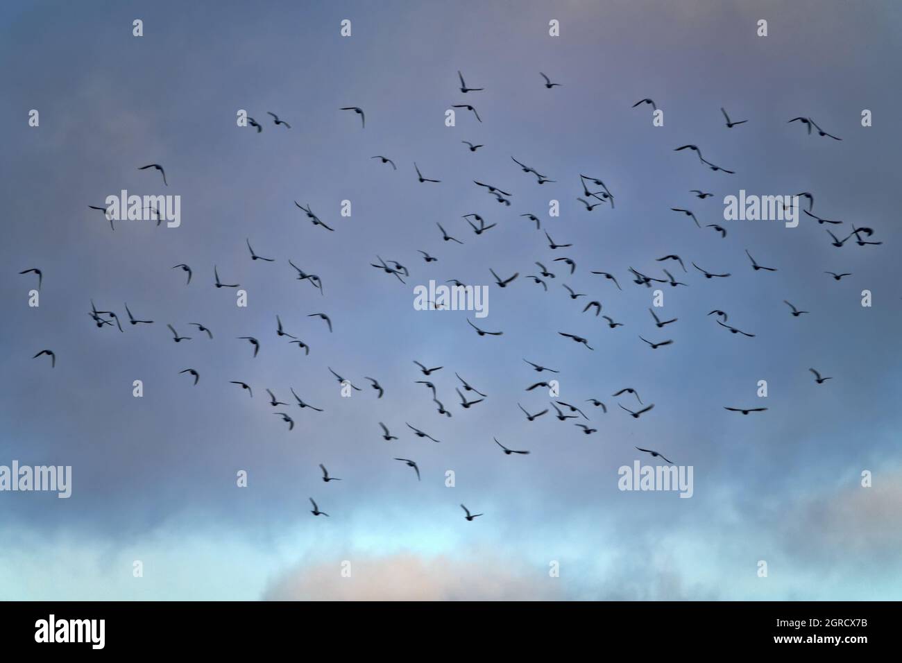 Large flock of pigeons in sky. Bird clusters and birds in flight are ...
