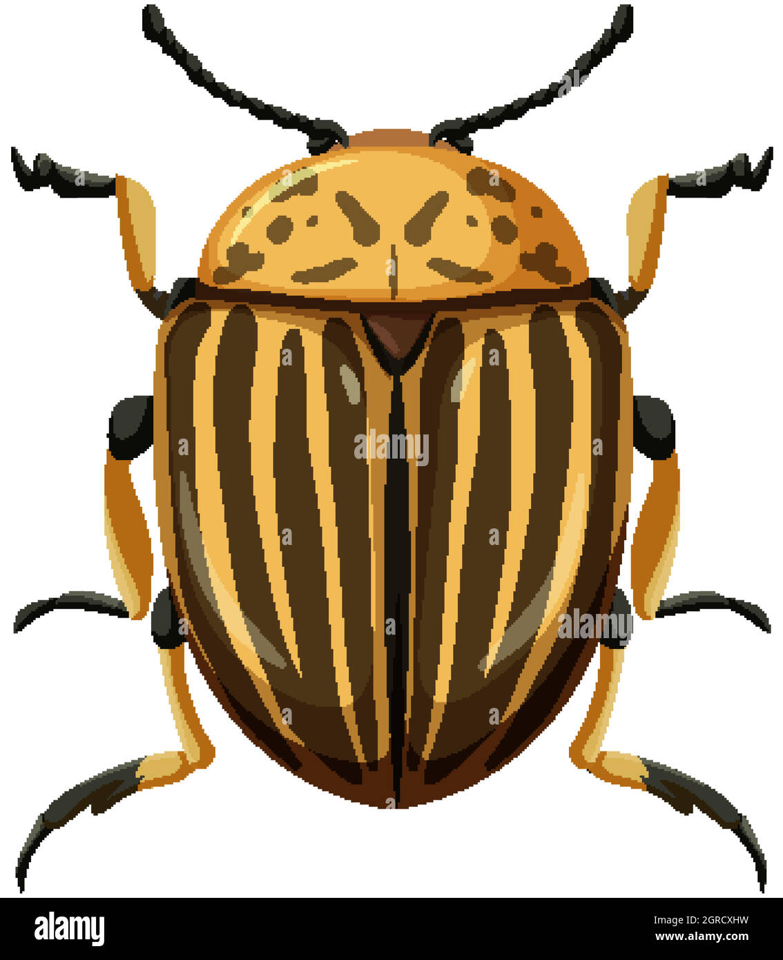 Colorado beetle isolated on white background Stock Vector Image & Art ...