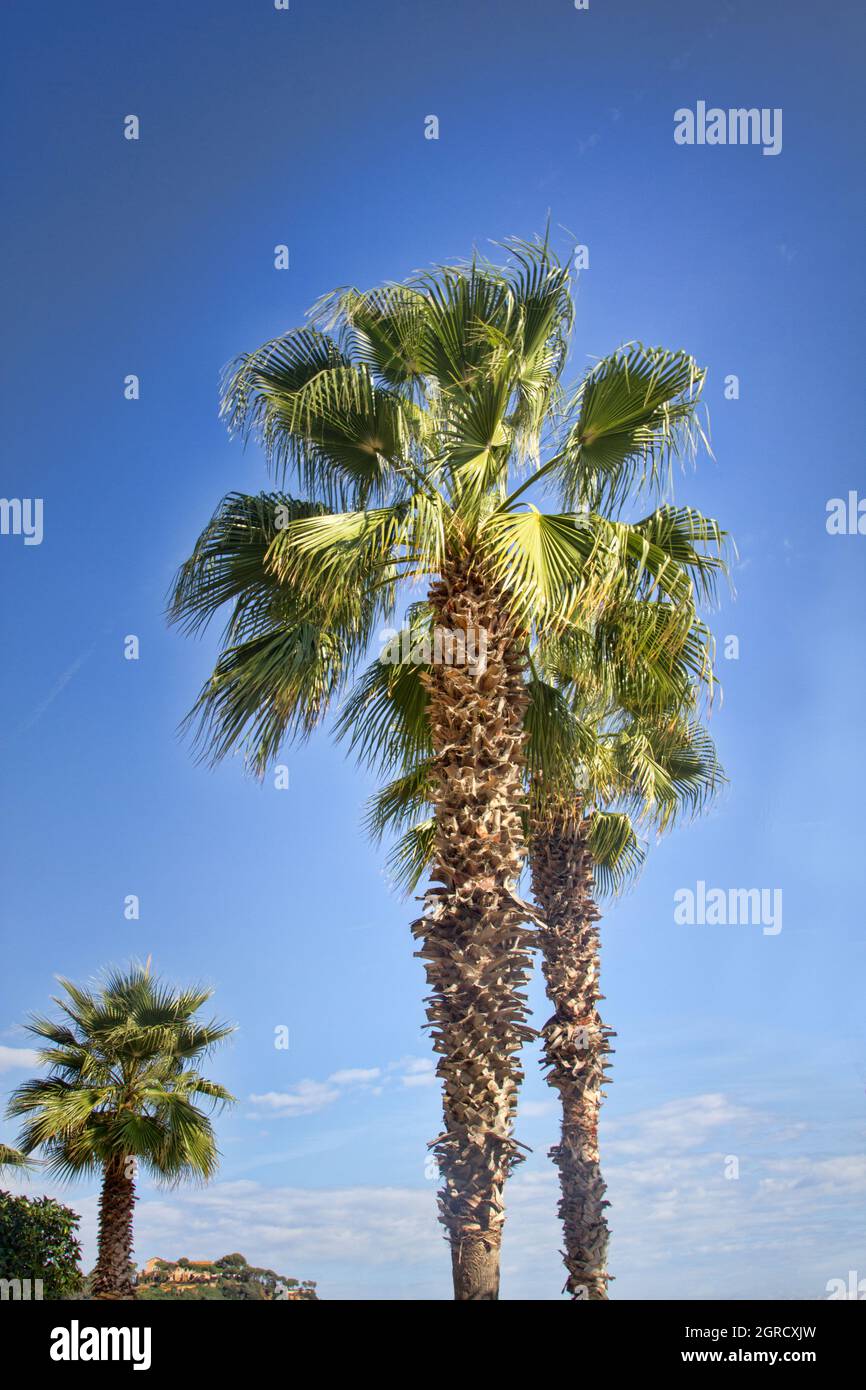 Talipot palm (Corypha umbraculifera) at winter time in Spain Stock ...