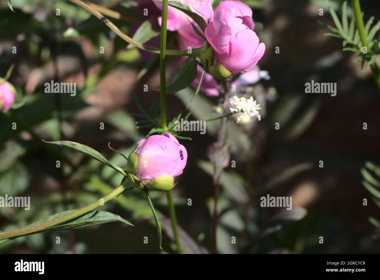 Closed bud pink rose hi-res stock photography and images - Alamy