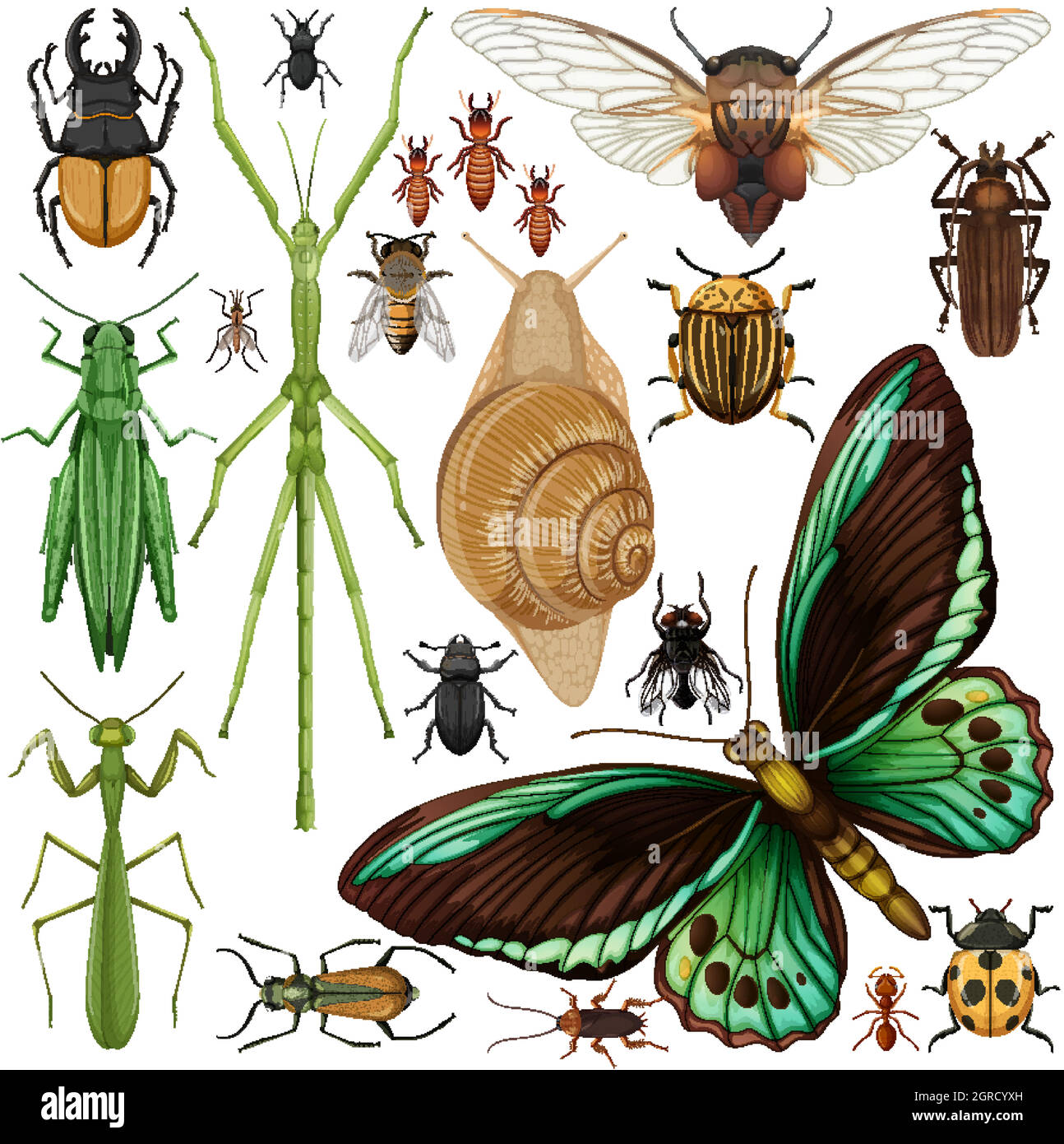 Set of different insects on white background Stock Vector Image & Art ...