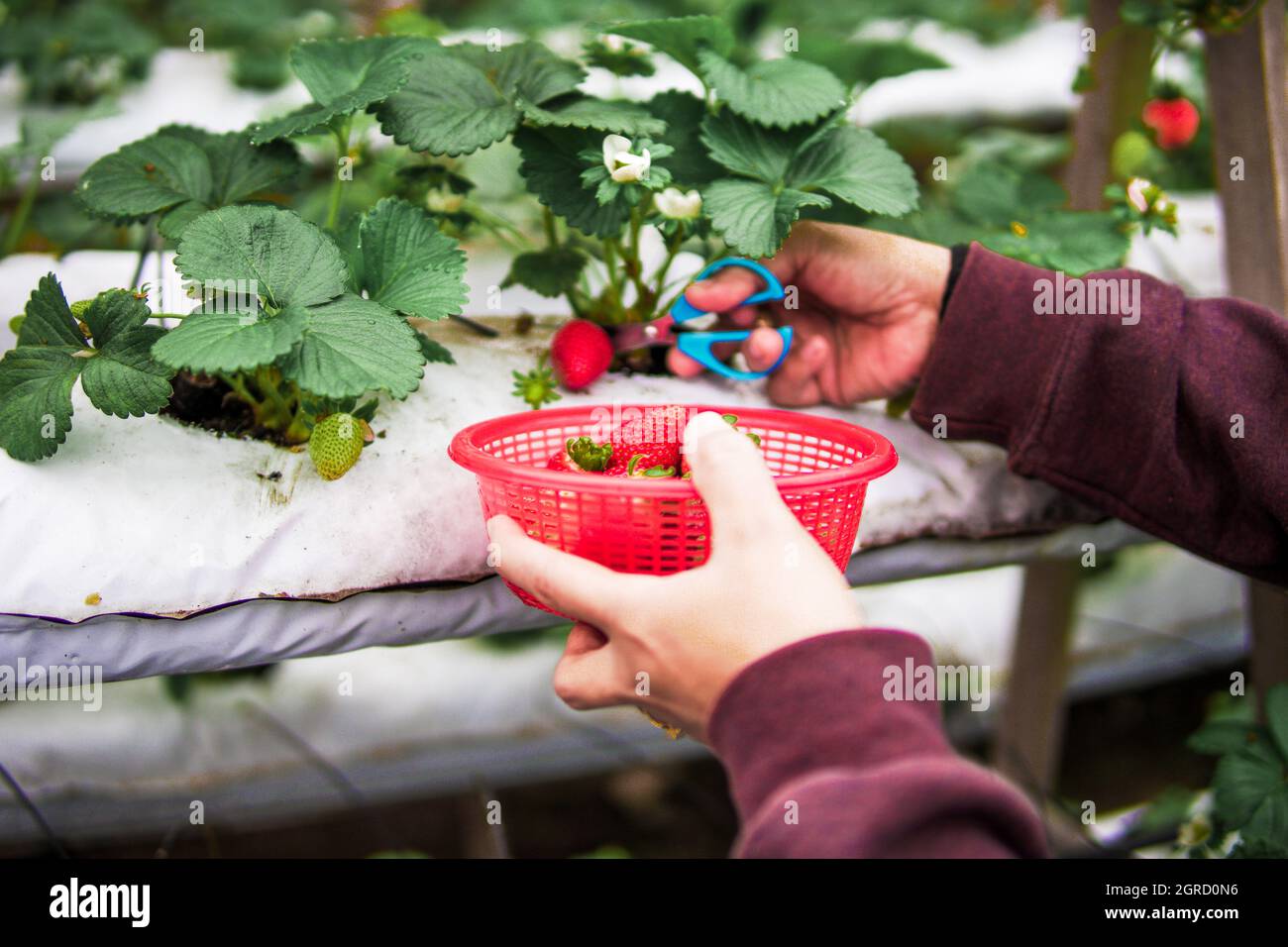 Rata fruit hi-res stock photography and images - Alamy