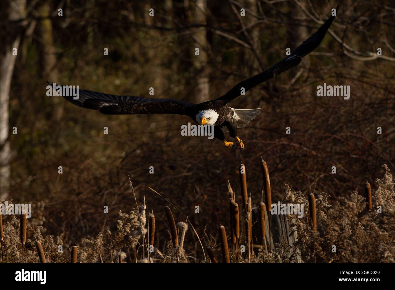 Bald eagle bird fly flight raptor hunter symbol endangered hi-res stock ...