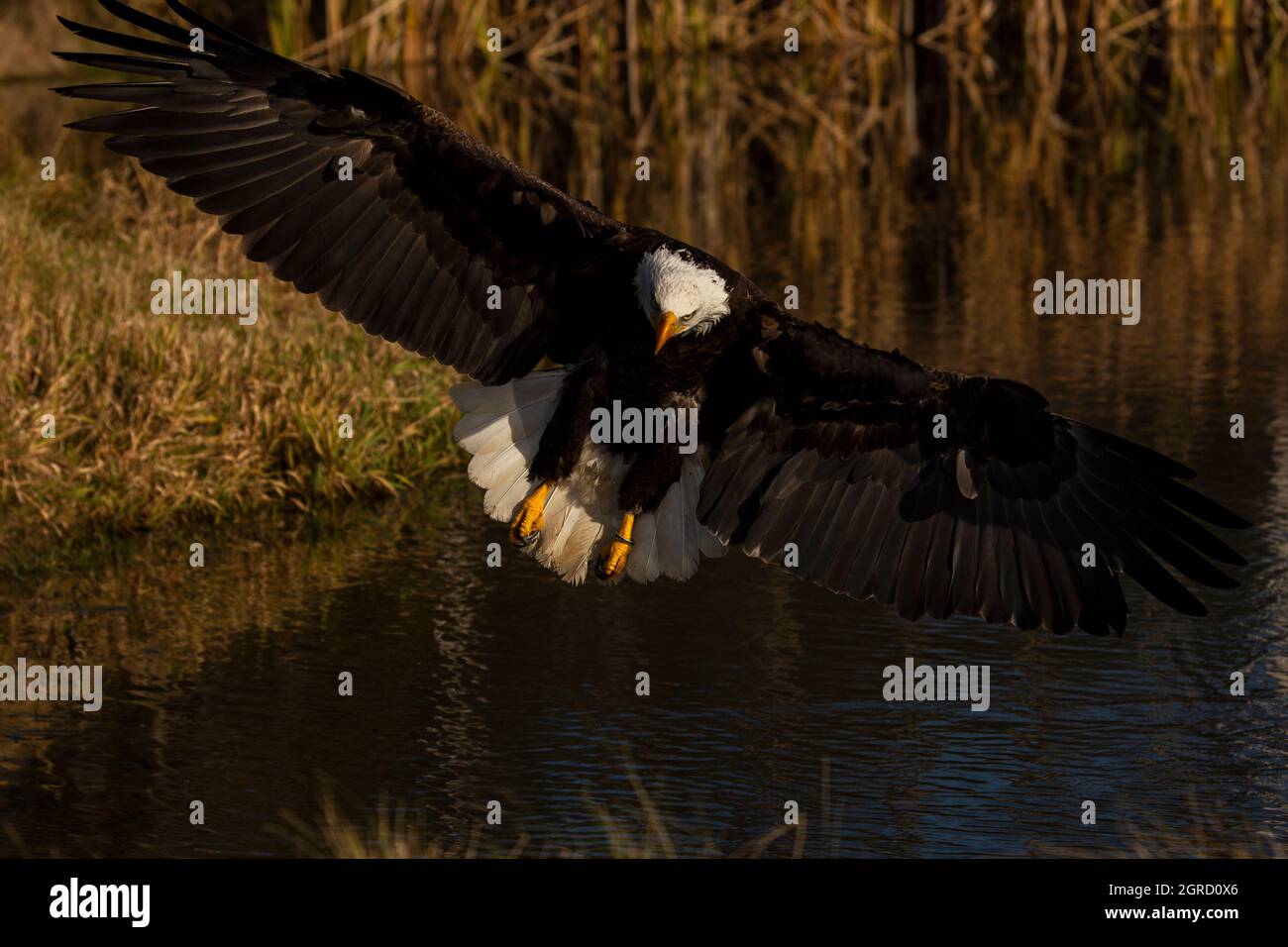 A Trained Bald Eagle In Flight, Haliaeetus Leucocephalus Stock Photo ...
