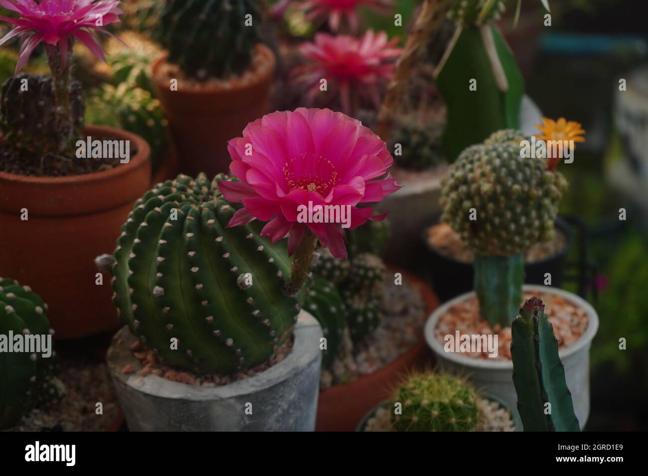 Cactus lobivia hi-res stock photography and images - Alamy