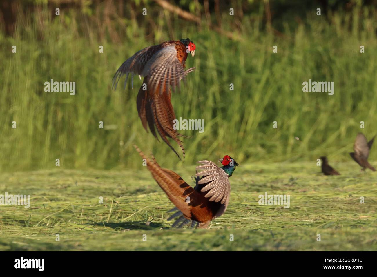Flying Pheasants High Resolution Stock Photography and Images - Alamy