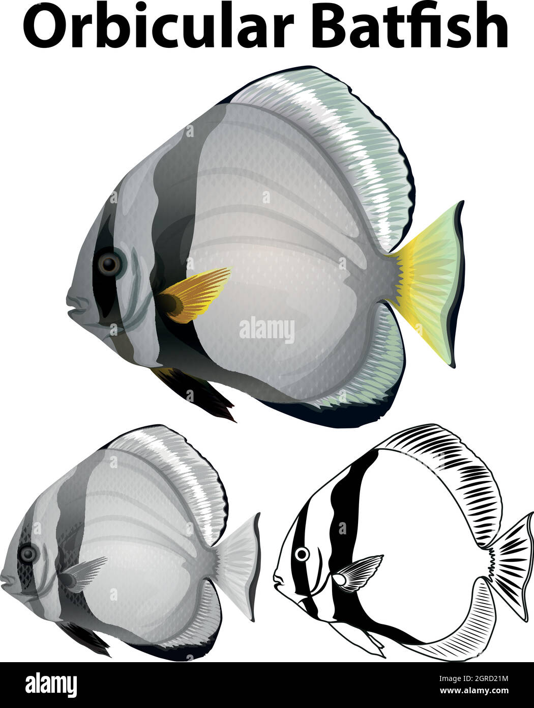 Orbicular batfish in three sketches Stock Vector Image & Art - Alamy