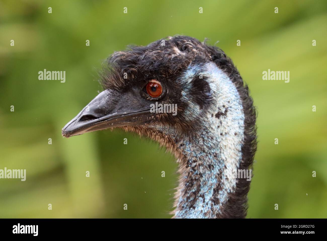 Emu head hi-res stock photography and images - Alamy