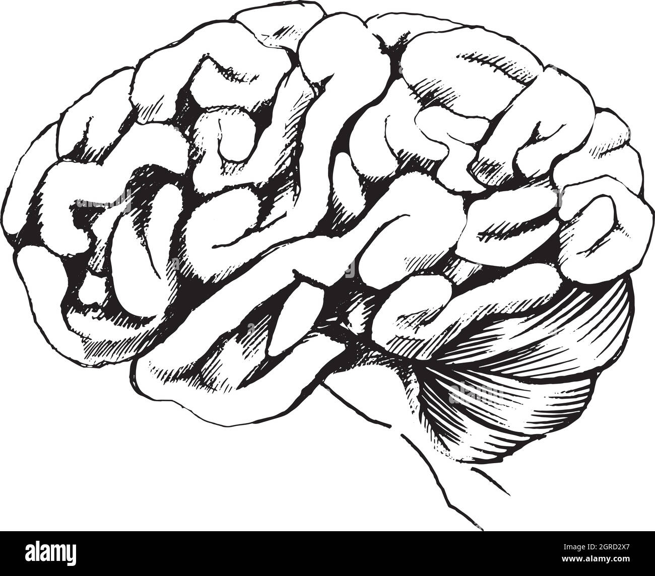 Brain frontal Stock Vector Images - Alamy