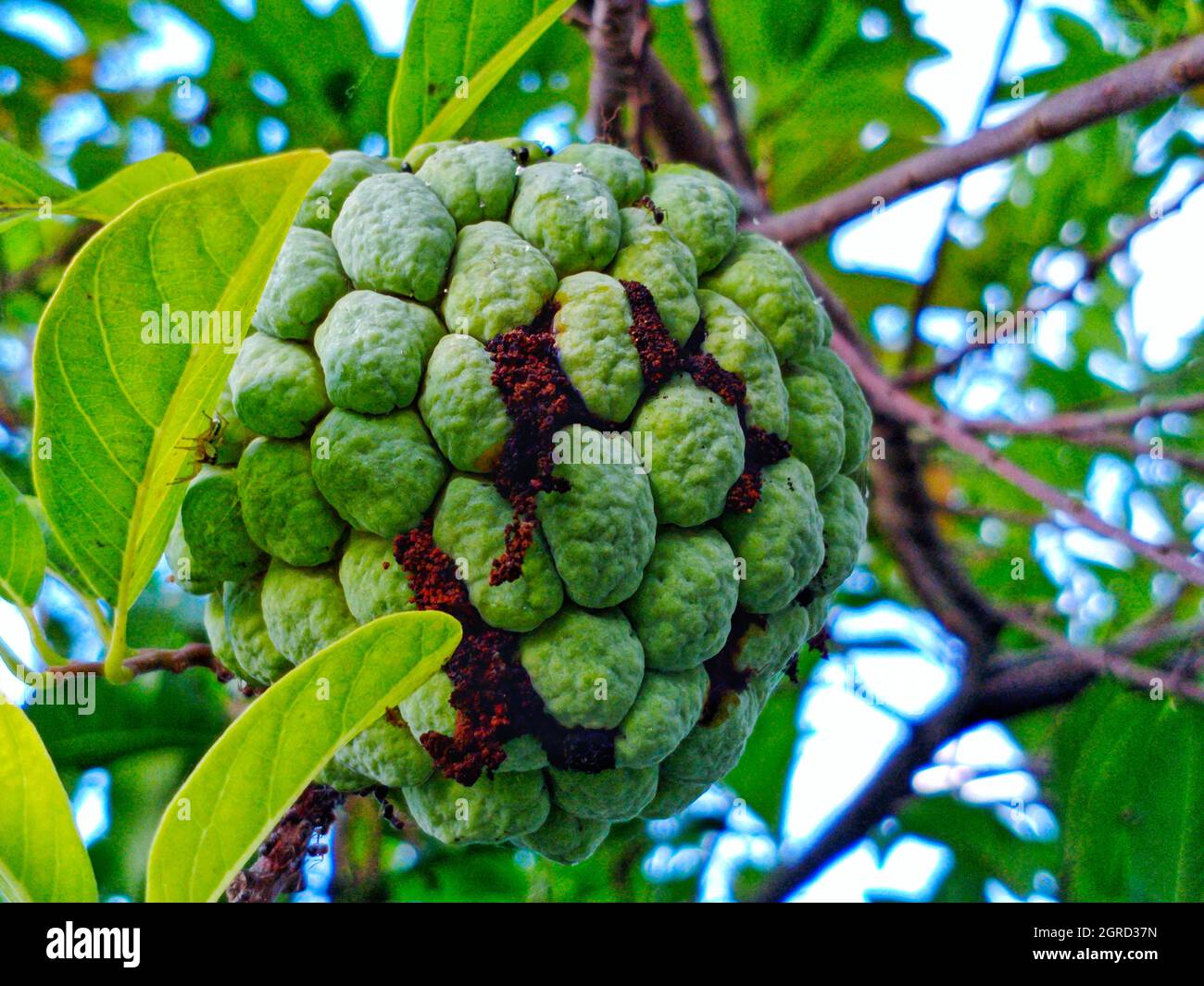 Srikaya fruit hi-res stock photography and images - Alamy