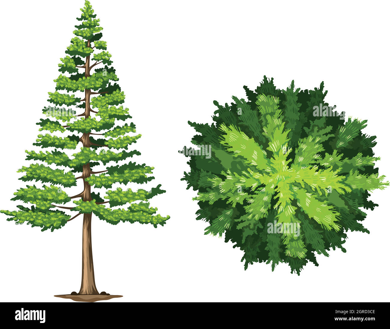 Pinophyta tree Stock Vector Images - Alamy