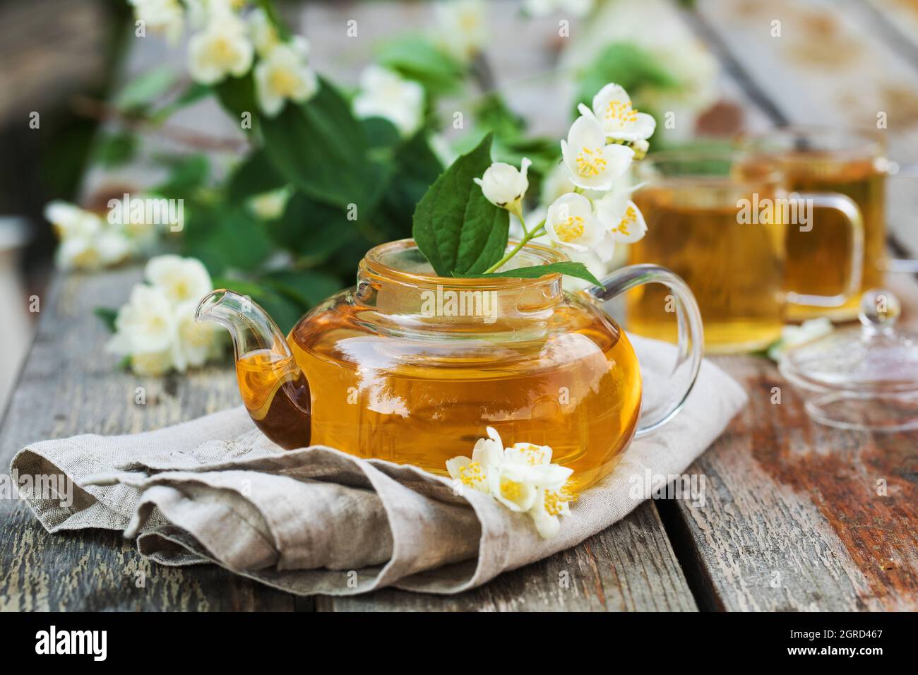 Jasmine plant in a container hi-res stock photography and images - Alamy