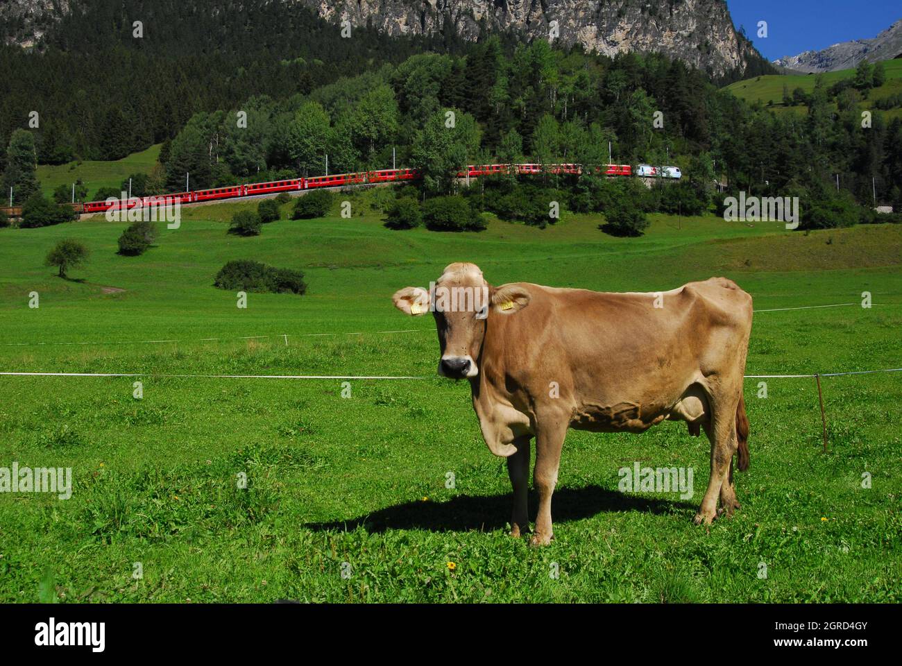 Animal locomotive hi-res stock photography and images - Alamy