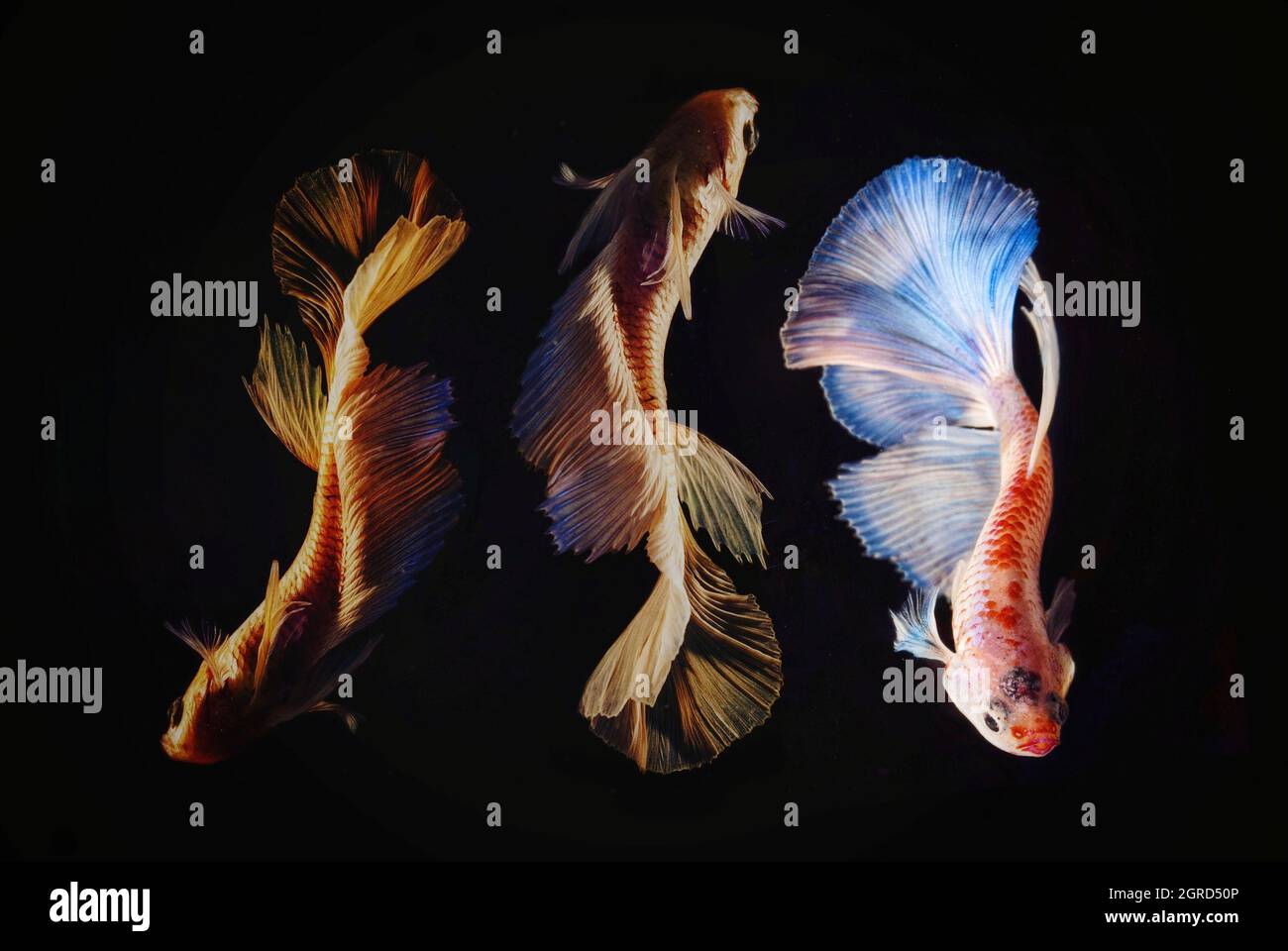 How to photography betta fish hi-res stock photography and images - Alamy
