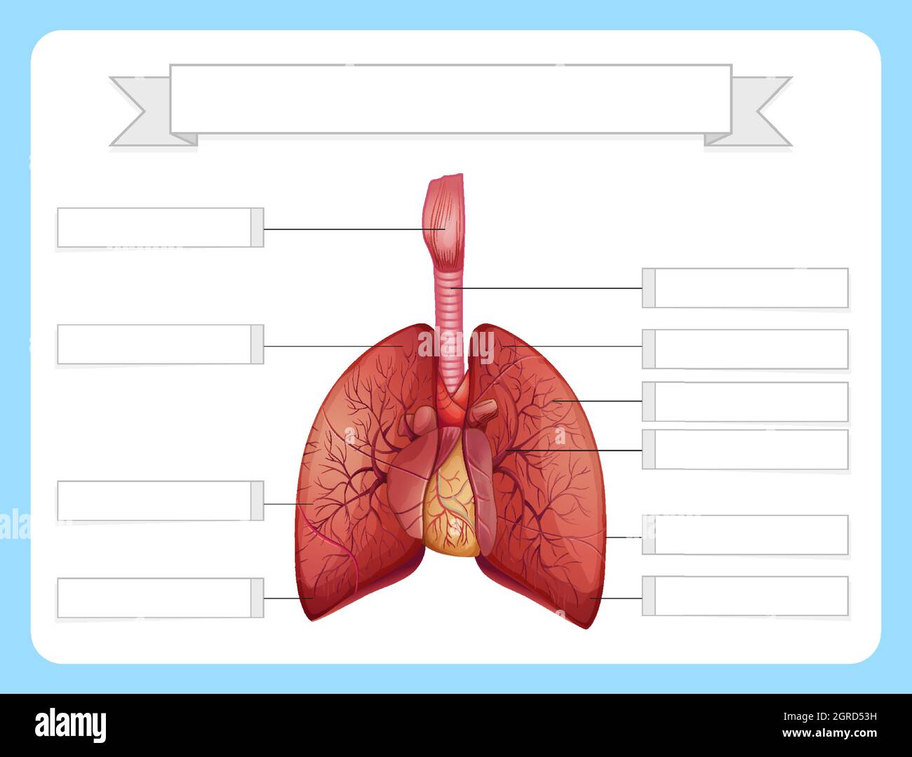 Lungs Worksheet Human Lungs Anatomy Activities Labeling Worksheets,