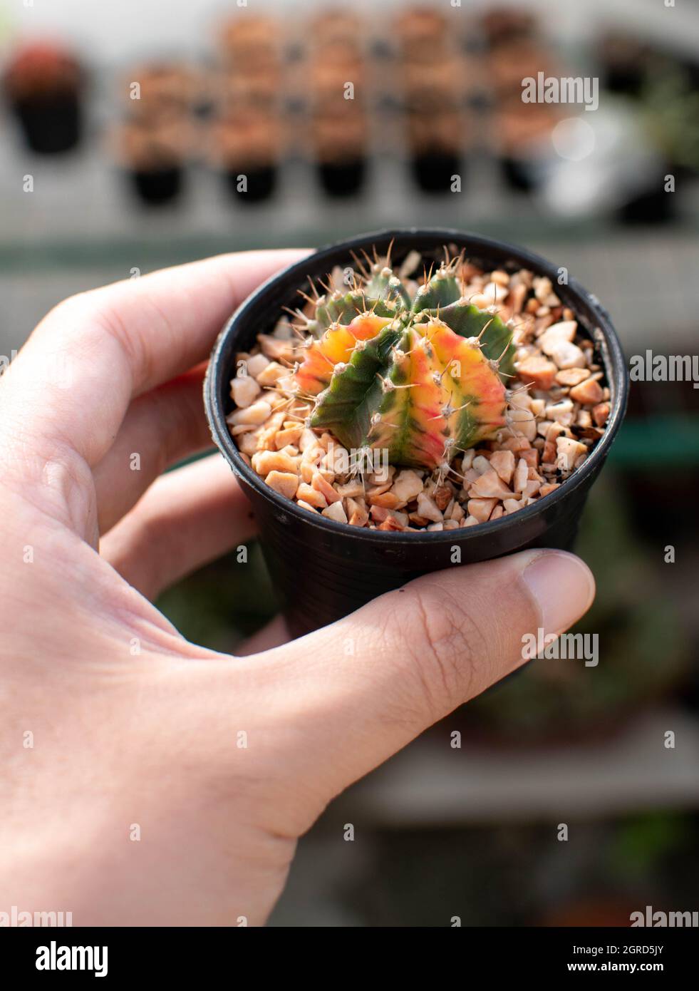 Bangkok botanical garden hi-res stock photography and images - Alamy