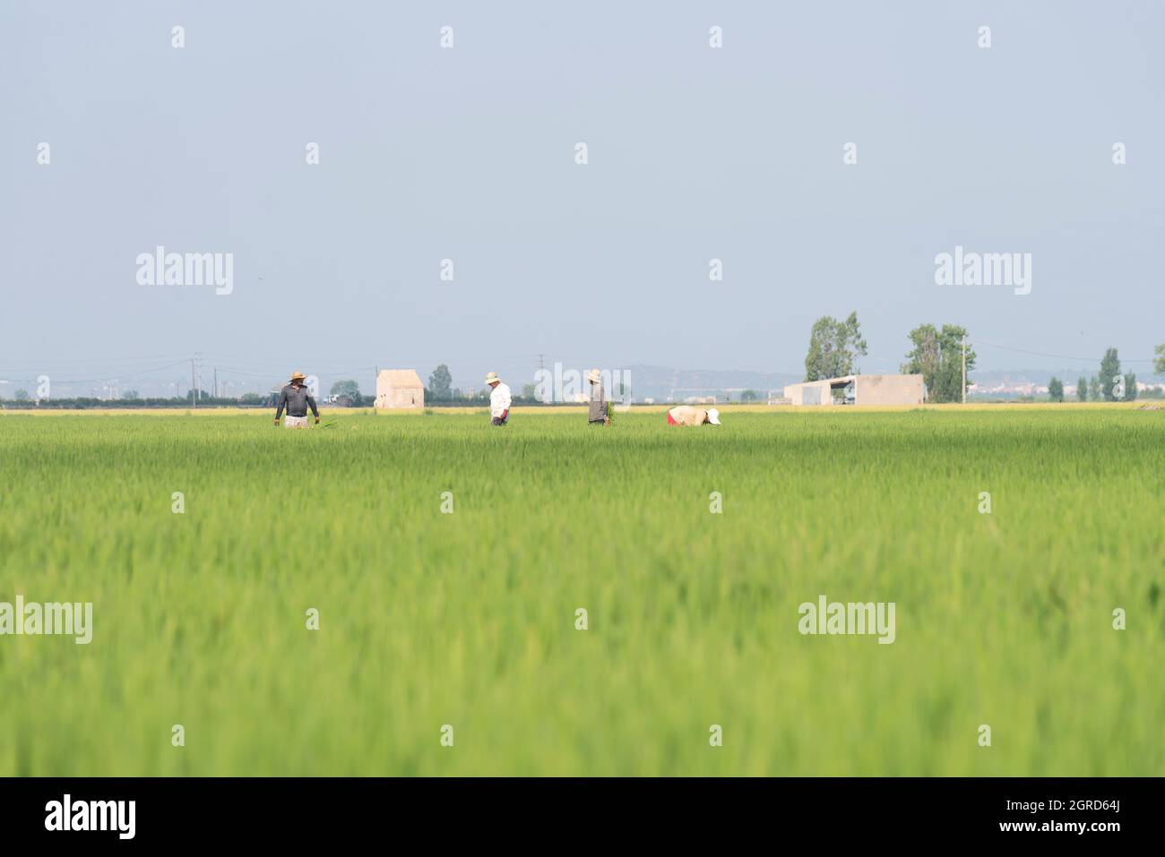Farmers harvest rice at a rice field hi-res stock photography and ...