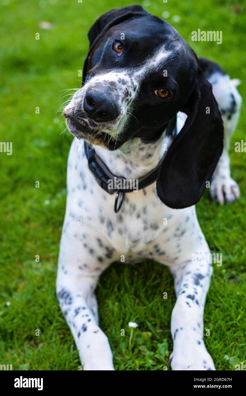 Pointer Beagle Mix
